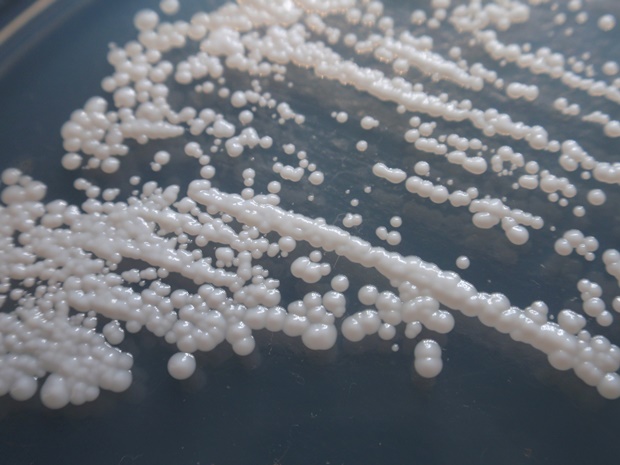 Candida Lipolytica - CODEINEP