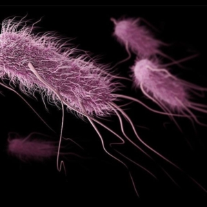 Enterococcus – CODEINEP