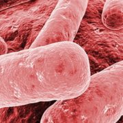 Enterococcus – CODEINEP